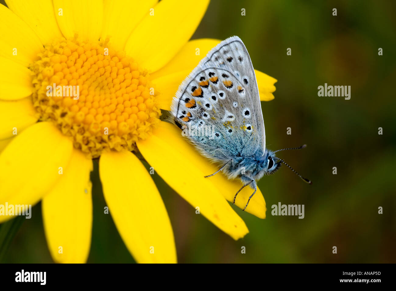 Common Blue butterfly Polyommatus icarus on Corn Marigold Chrysanthemum ...