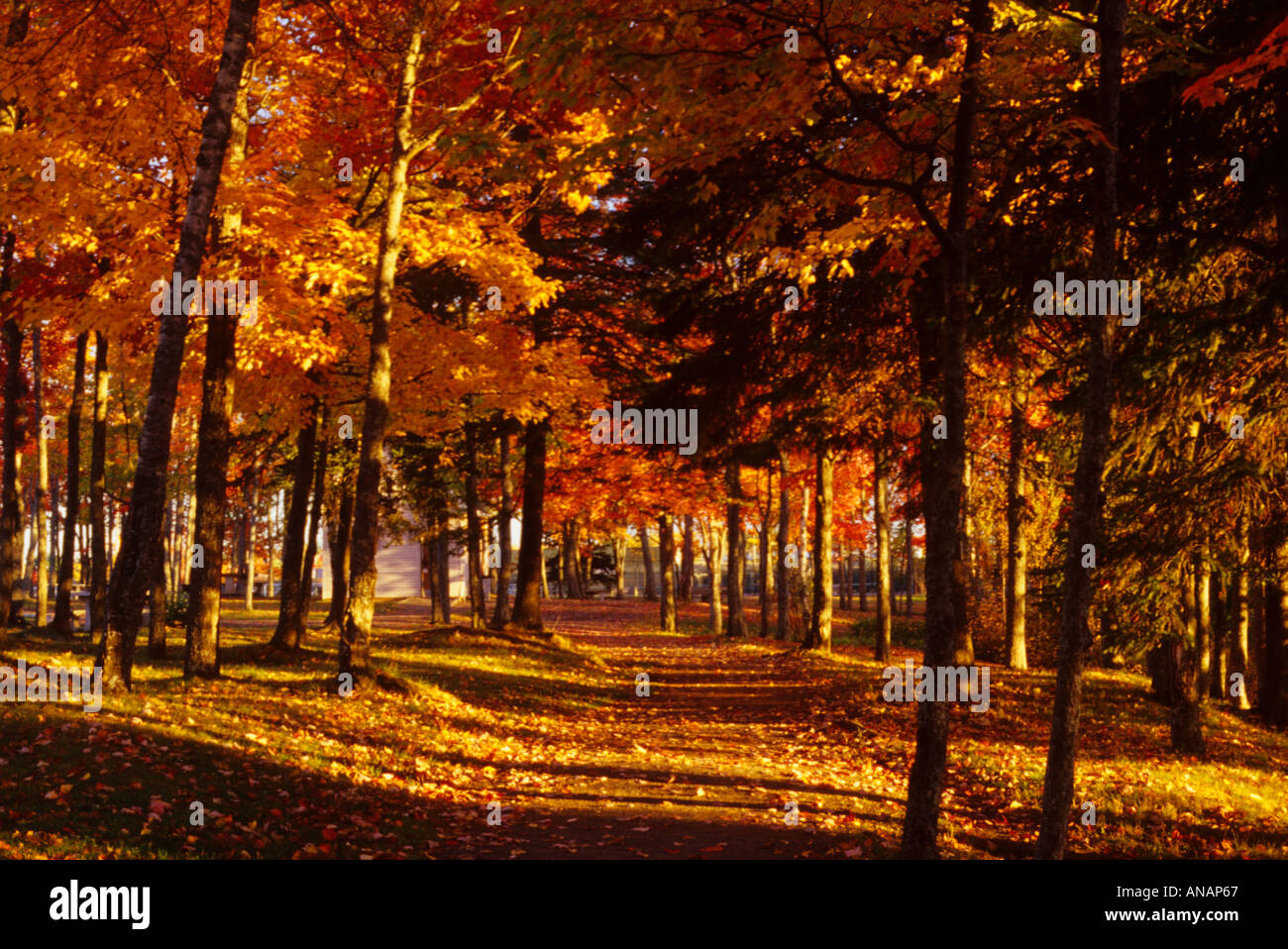 Autumn in Centennial Park New Brunswick Canada Stock Photo - Alamy
