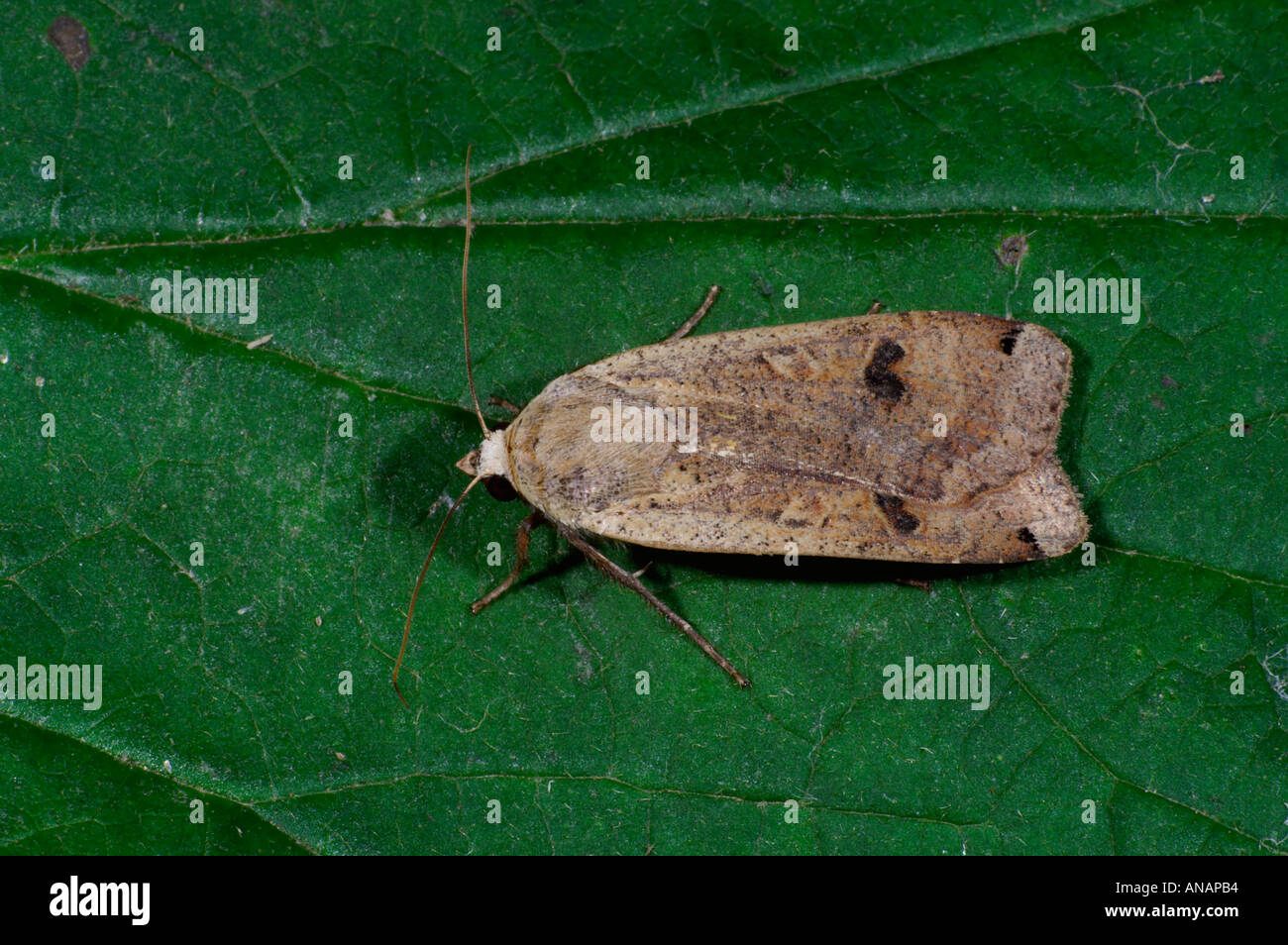 Heliothis moth hi-res stock photography and images - Alamy