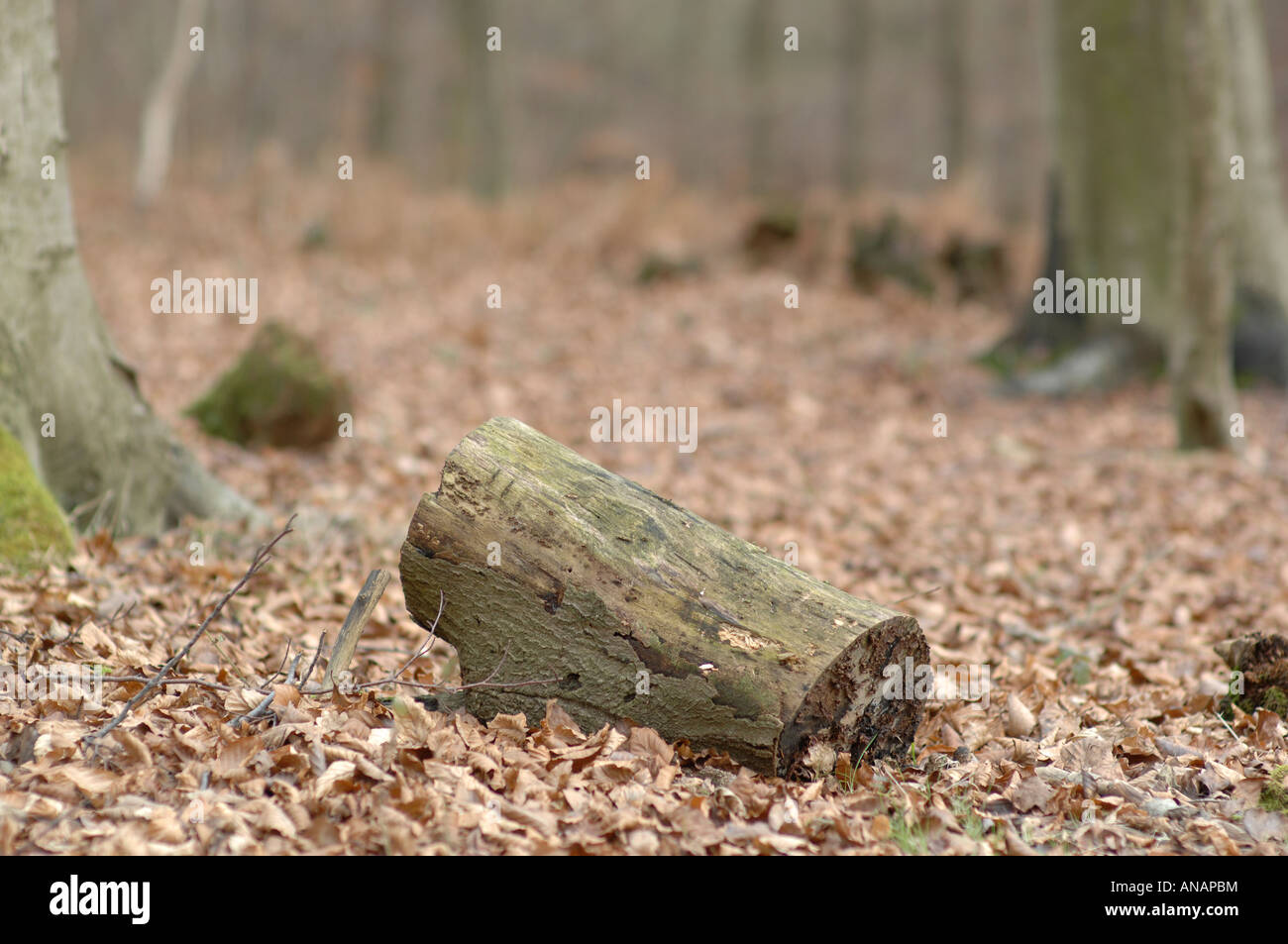 Kings Wood, Challock, Kent Stock Photo - Alamy
