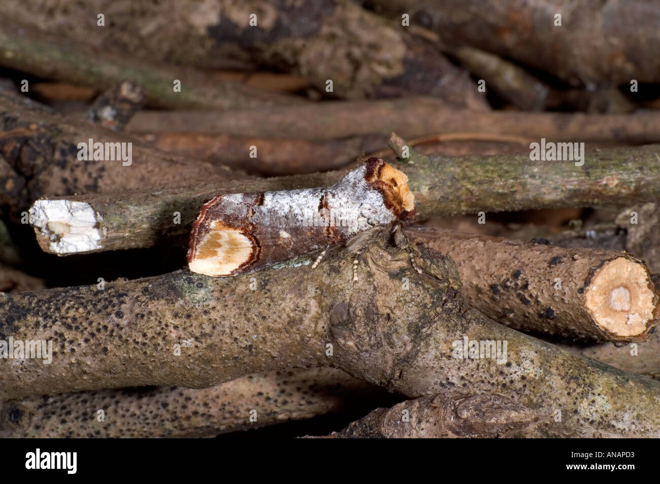 Buff Tip moth Phalera bucephala August 2005 Cornwall Stock Photo - Alamy