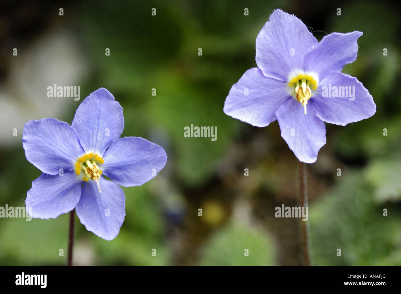 Ramonda plant hi-res stock photography and images - Alamy