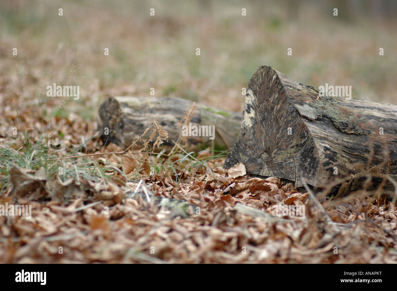 Kings Wood, Challock, Kent Stock Photo - Alamy
