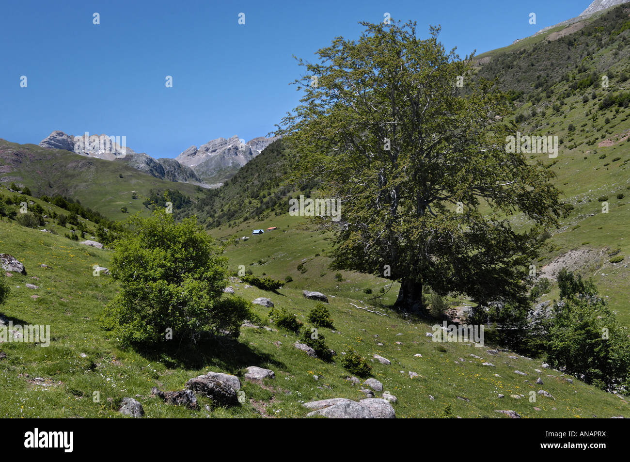 landscape in the Hecho-Valley, Spain, Pyrenaeen, Hecho-Tal Stock Photo ...