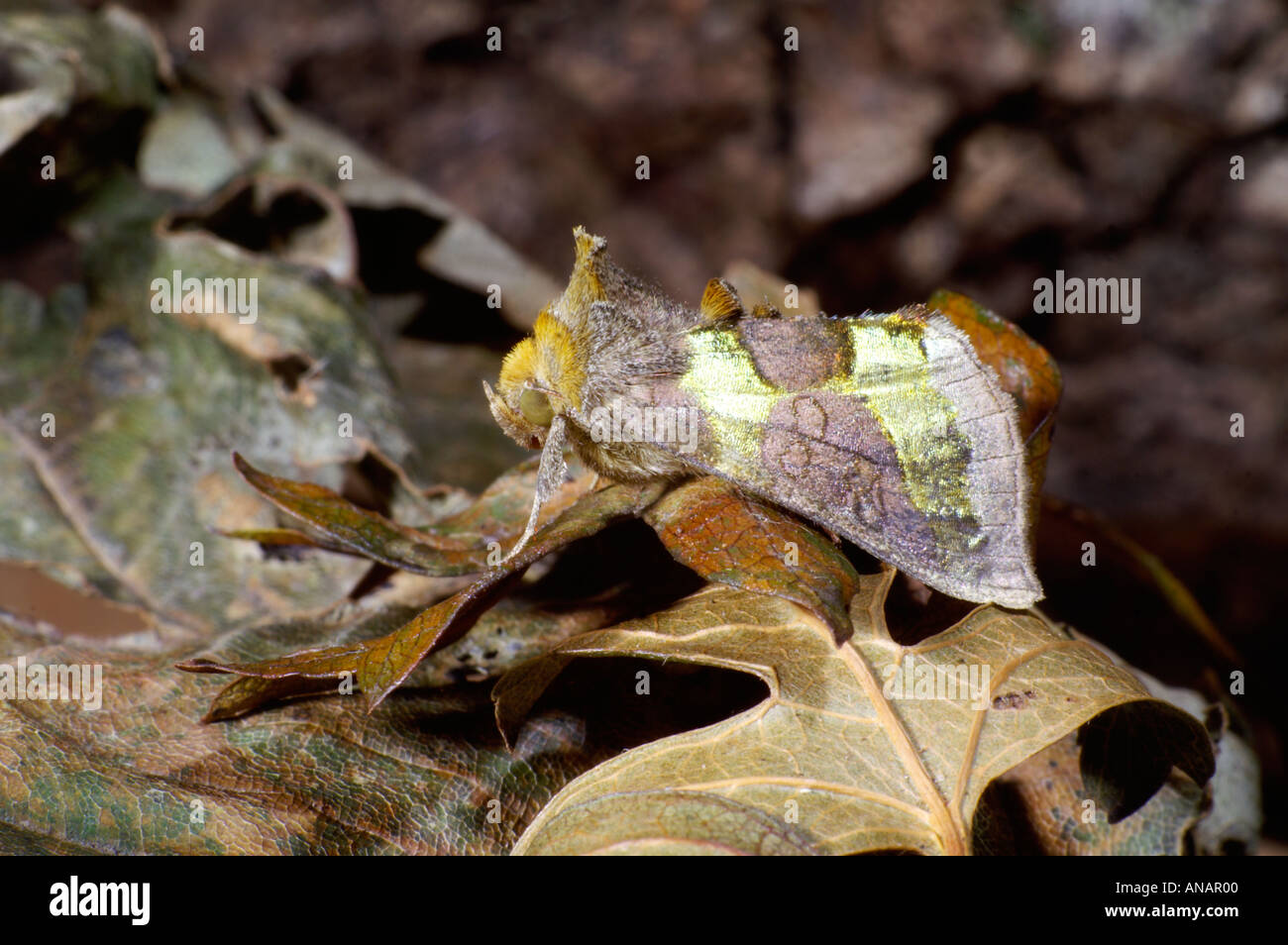 Burnished Brass moth form aurea Diachrysia chrysitis August 2005 ...
