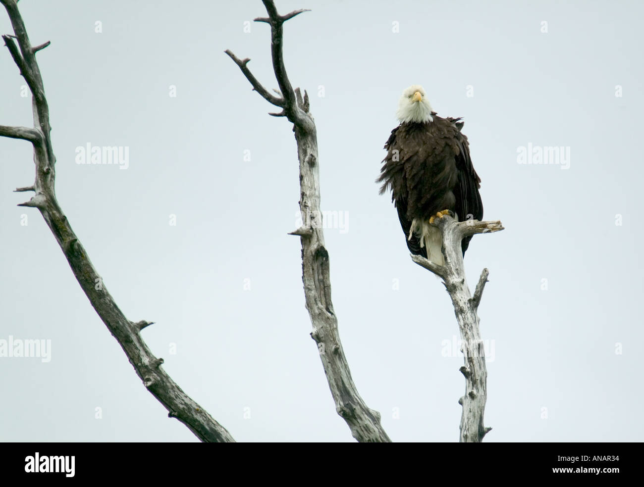 A Bald Eagle Haliaeetus leucocephalus sitting atop a dead tree Cordova Prince William Sound ...