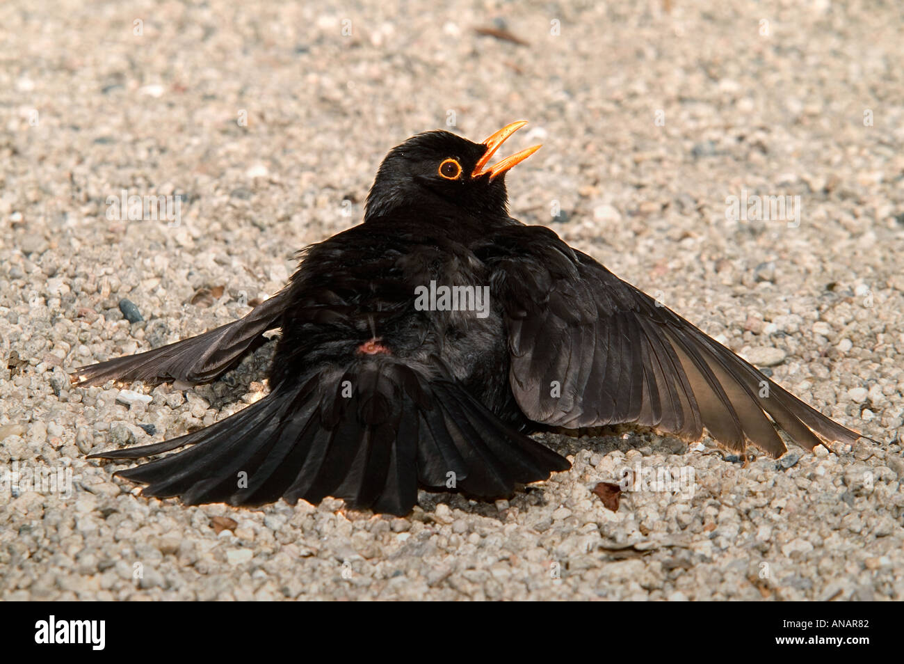Blackbird male sunbathing Turdus merula June 2005 St Marys Isles of ...
