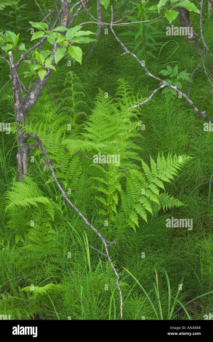 Ferns and horsetails growing in marshy ground Chilkat River nr Haines ...
