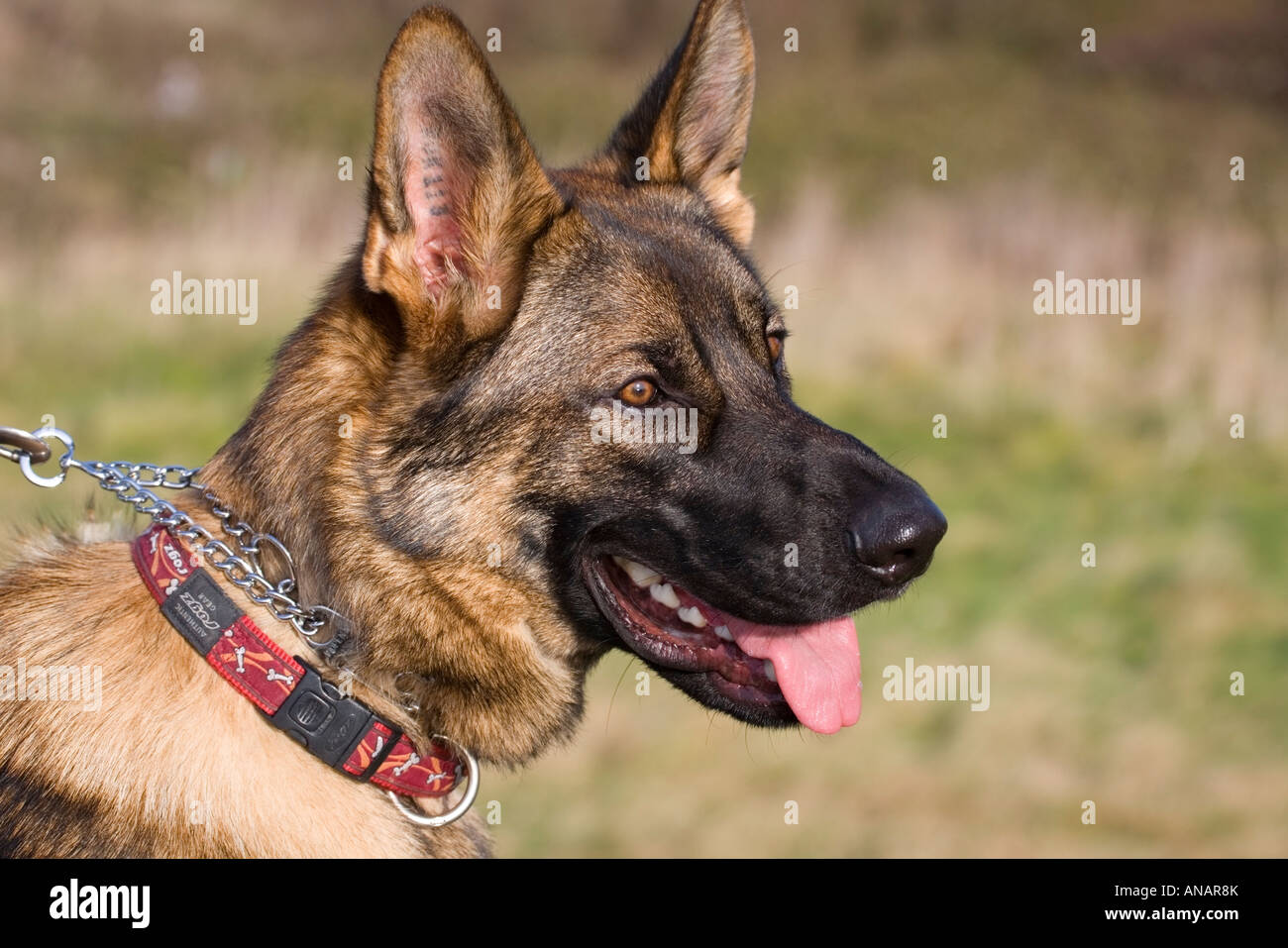 Dog with lead in mouth hi-res stock photography and images - Alamy