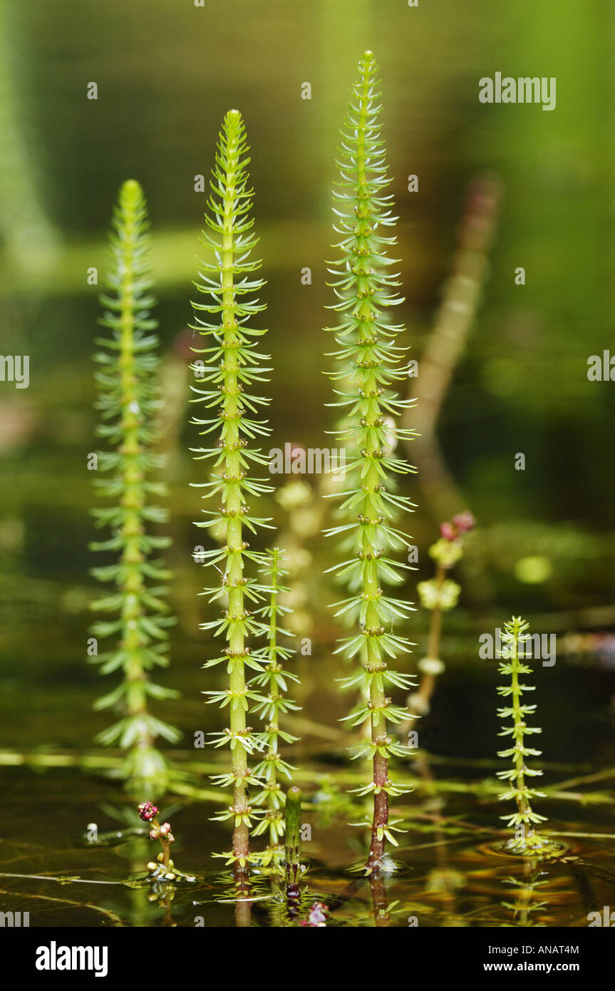 mare's tail, common mare's tail (Hippuris vulgaris), sprouts, Germany ...