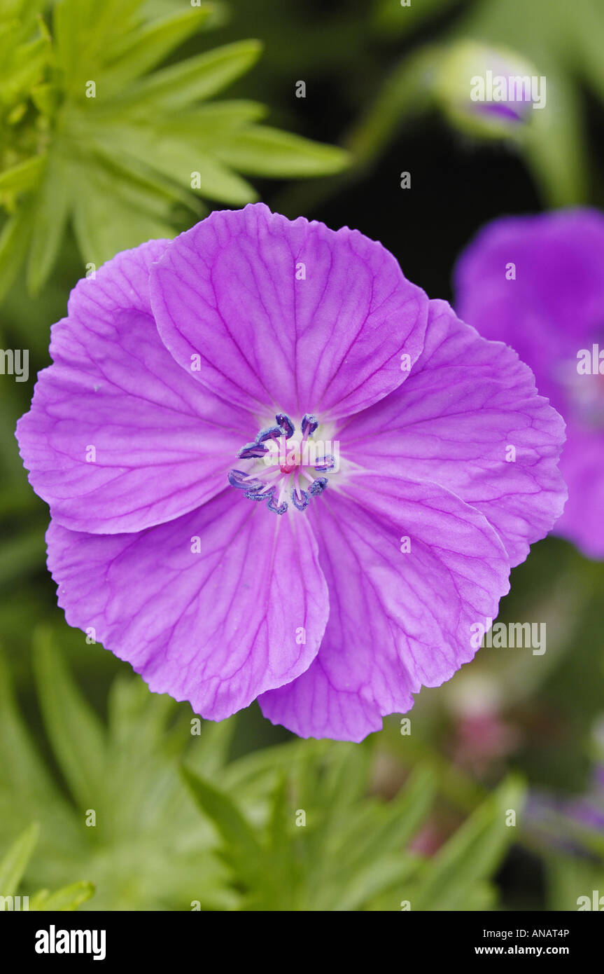 Cranesbill Details High Resolution Stock Photography and Images - Alamy