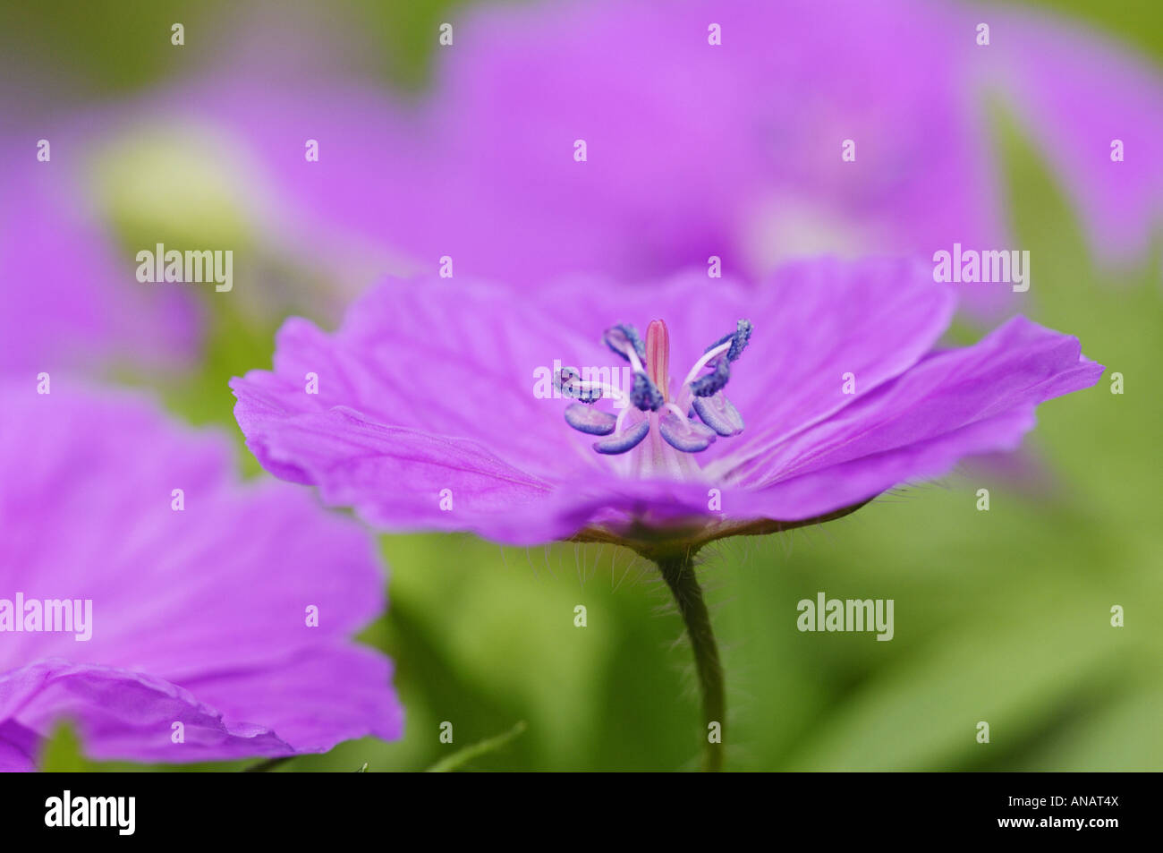 bloody cranesbill, blood-red cranesbill (Geranium sanguineum), blossoms ...