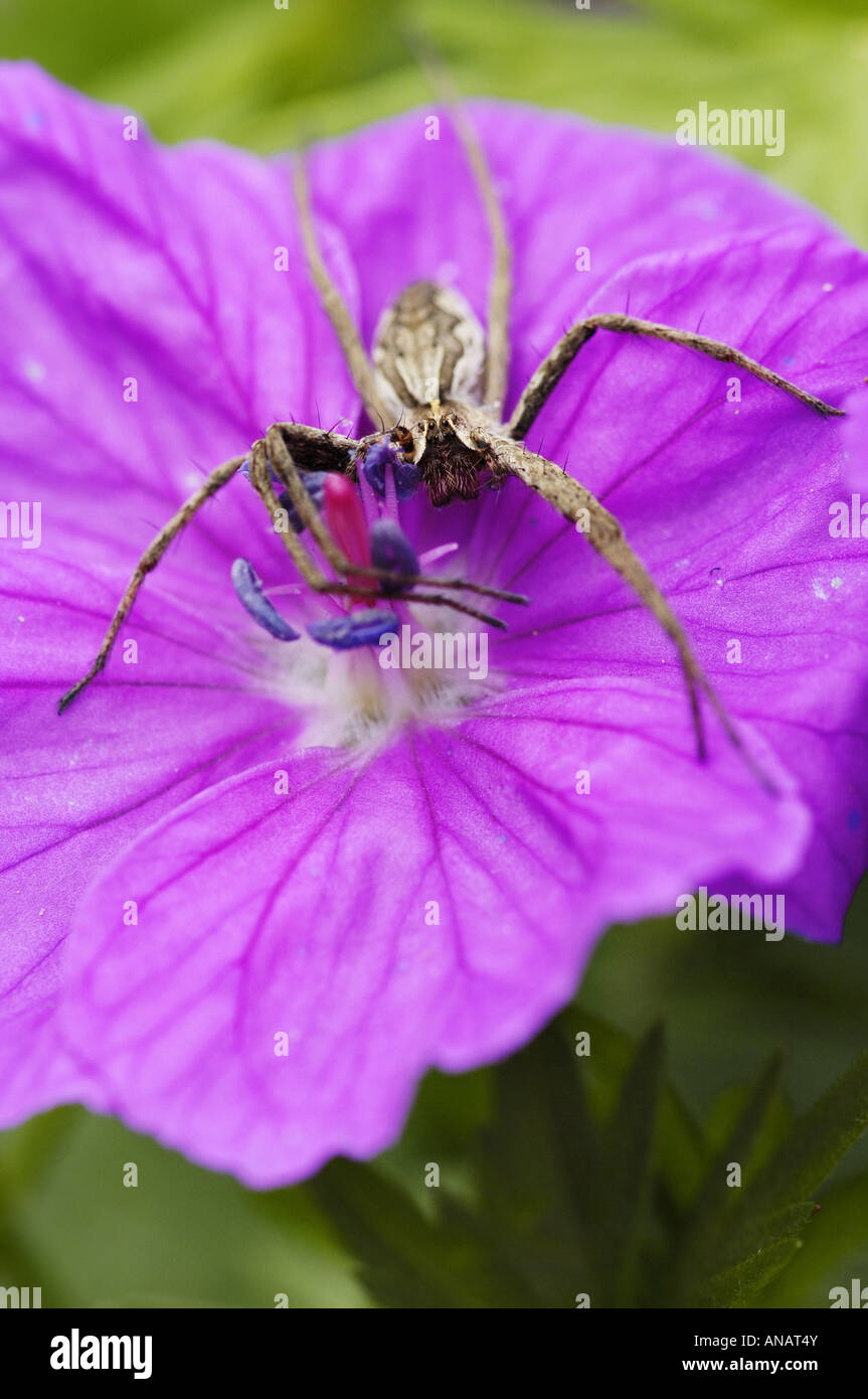 Spider geranium hi-res stock photography and images - Alamy