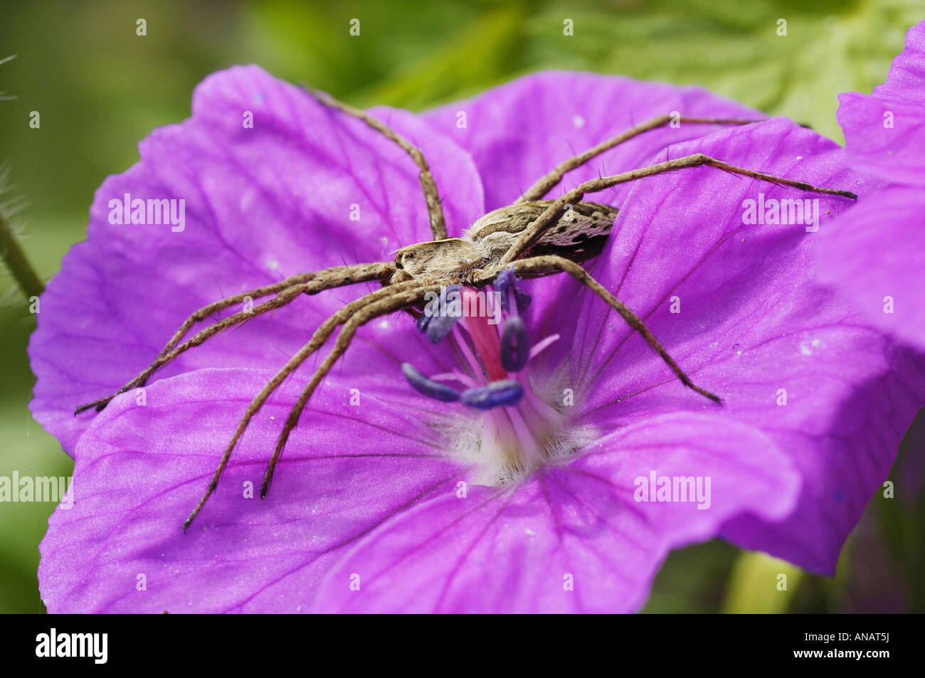 bloody cranesbill, blood-red cranesbill (Geranium sanguineum), blossom ...
