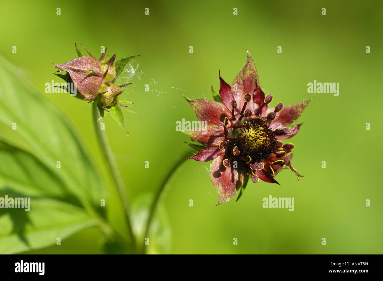 marsh cinquefoil, marsh five-finger, purple cinquefoil (Potentilla ...