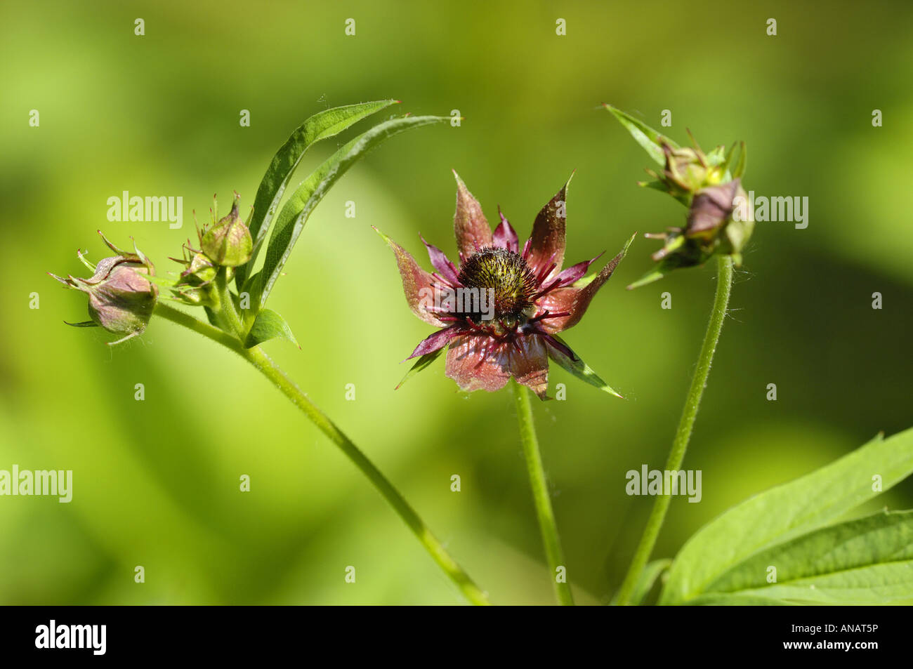 marsh cinquefoil, marsh five-finger, purple cinquefoil (Potentilla ...