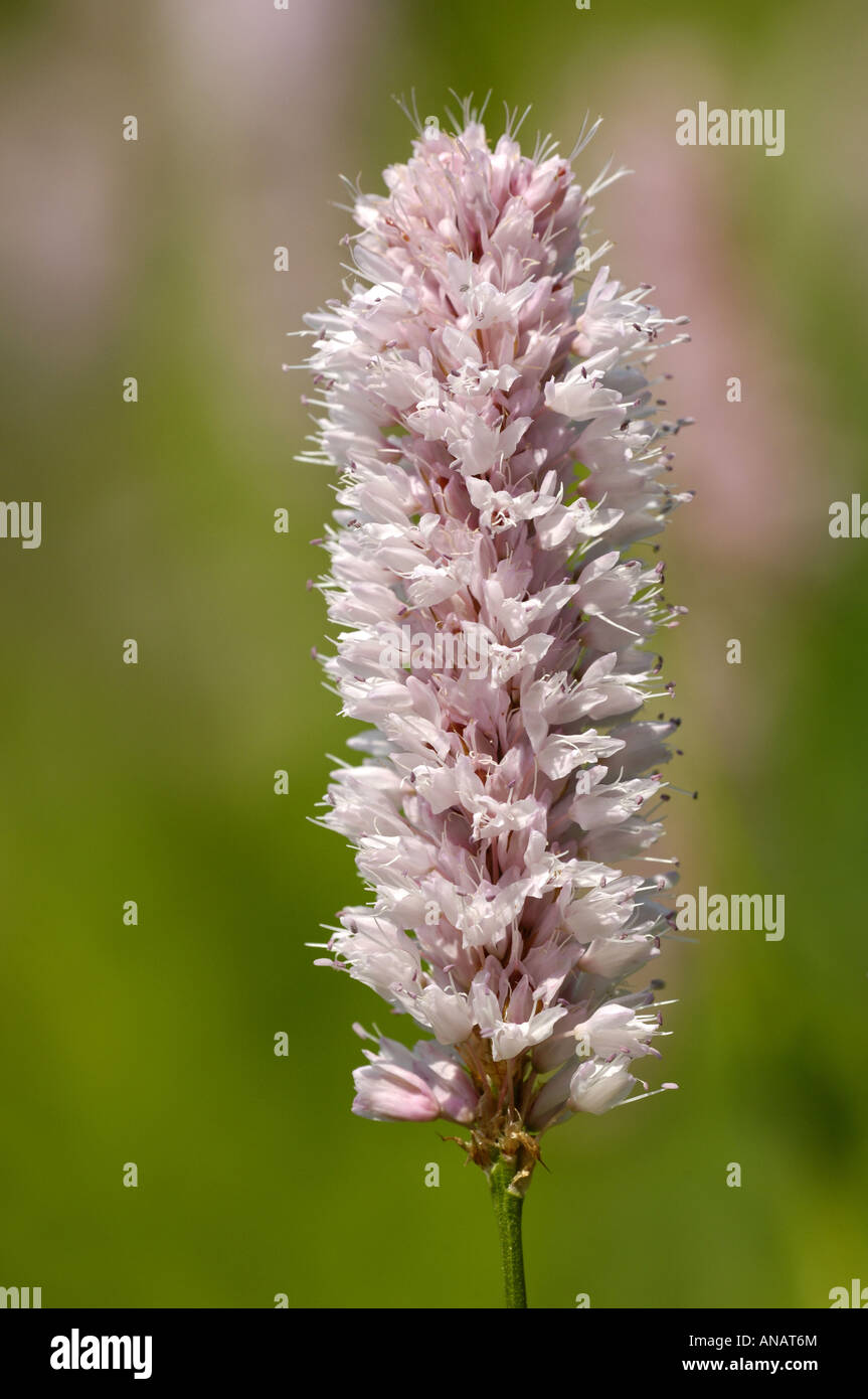 common bistort, meadow bistort (Polygonum bistorta, Bistorta major ...