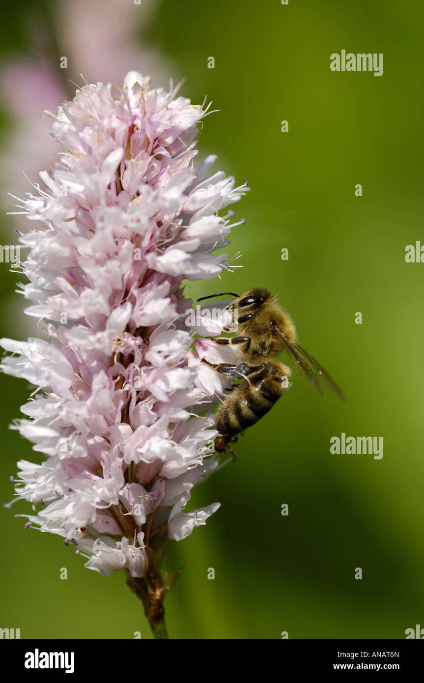 common bistort, meadow bistort (Polygonum bistorta, Bistorta major ...