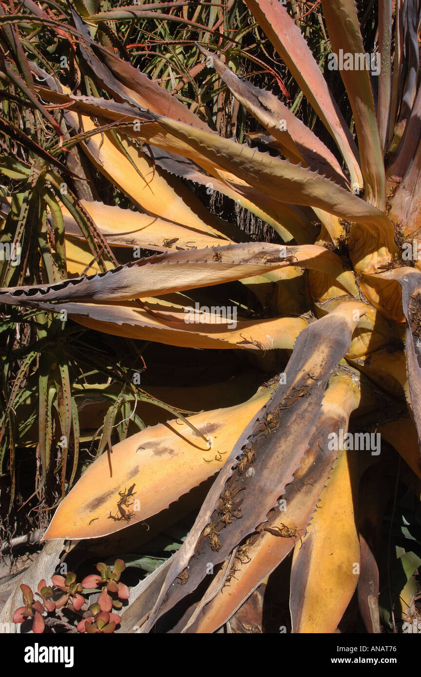 Dead Agave Plant Stock Photo - Alamy