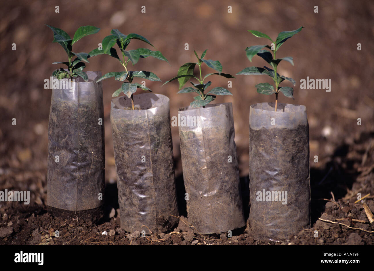 Tree planting soil erosion hi-res stock photography and images - Alamy