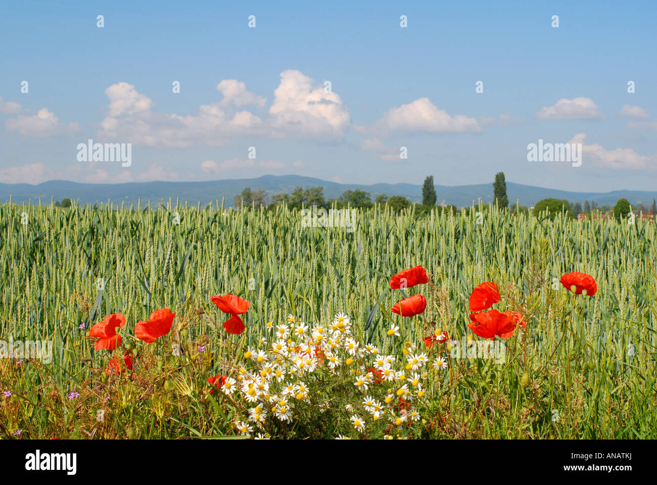 Common bread wheat hi-res stock photography and images - Alamy