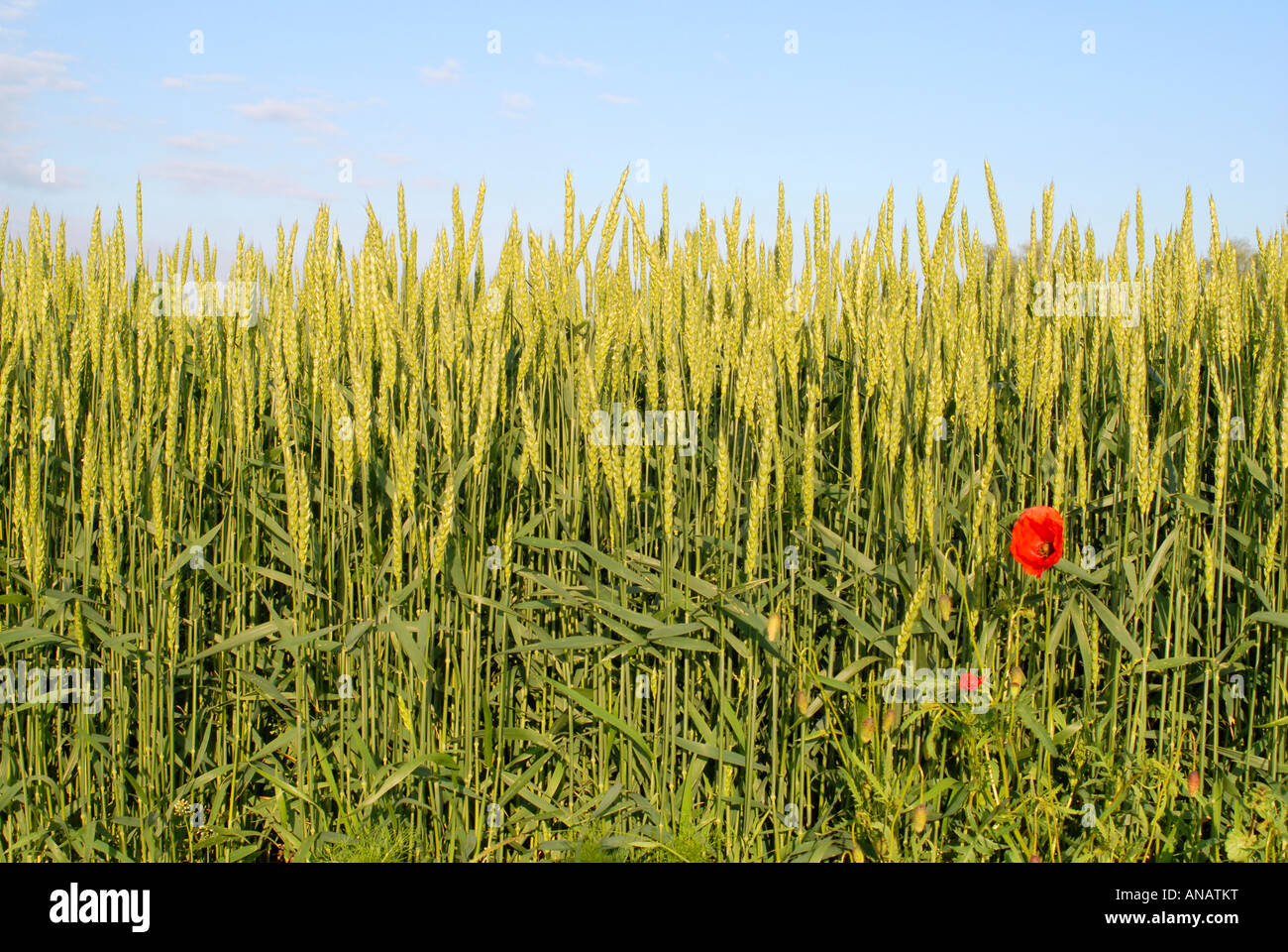 Common bread wheat hi-res stock photography and images - Alamy