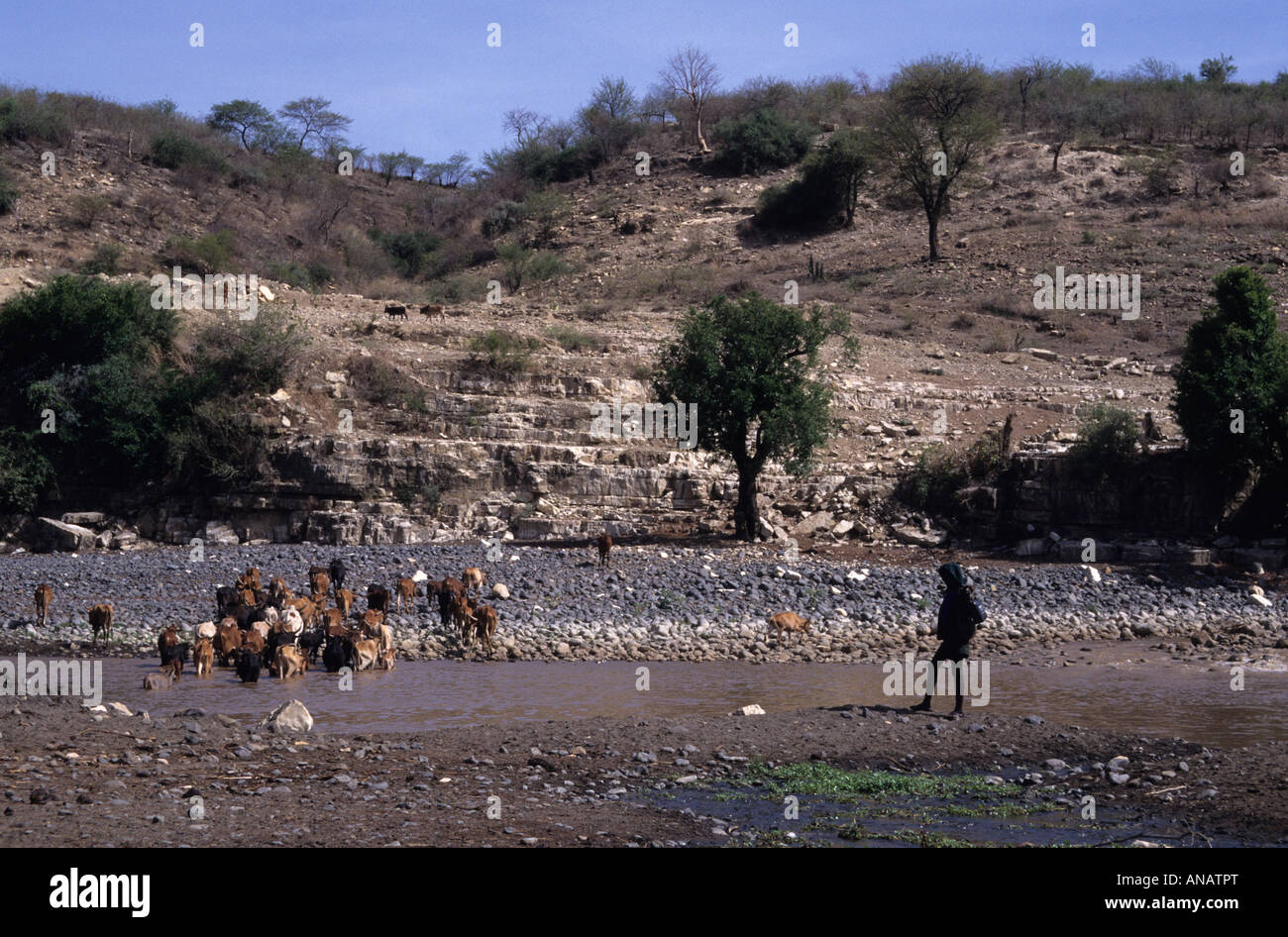 Cattle crossing a river hi-res stock photography and images - Alamy