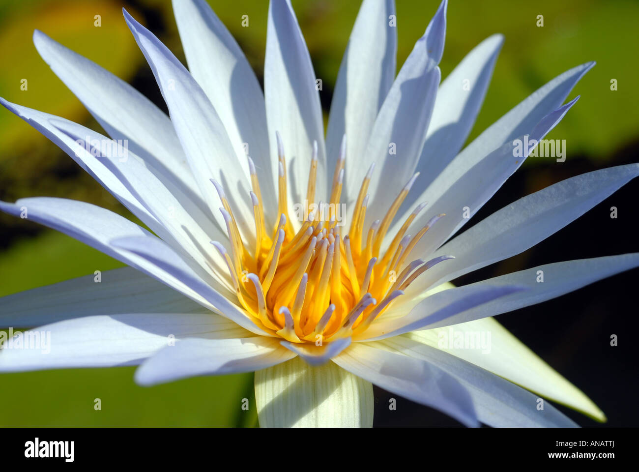 water lily, pond lily (Nymphaea spec.), inflorescence Stock Photo - Alamy