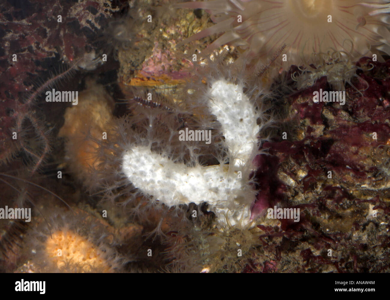 Dead mans fingers hi-res stock photography and images - Alamy