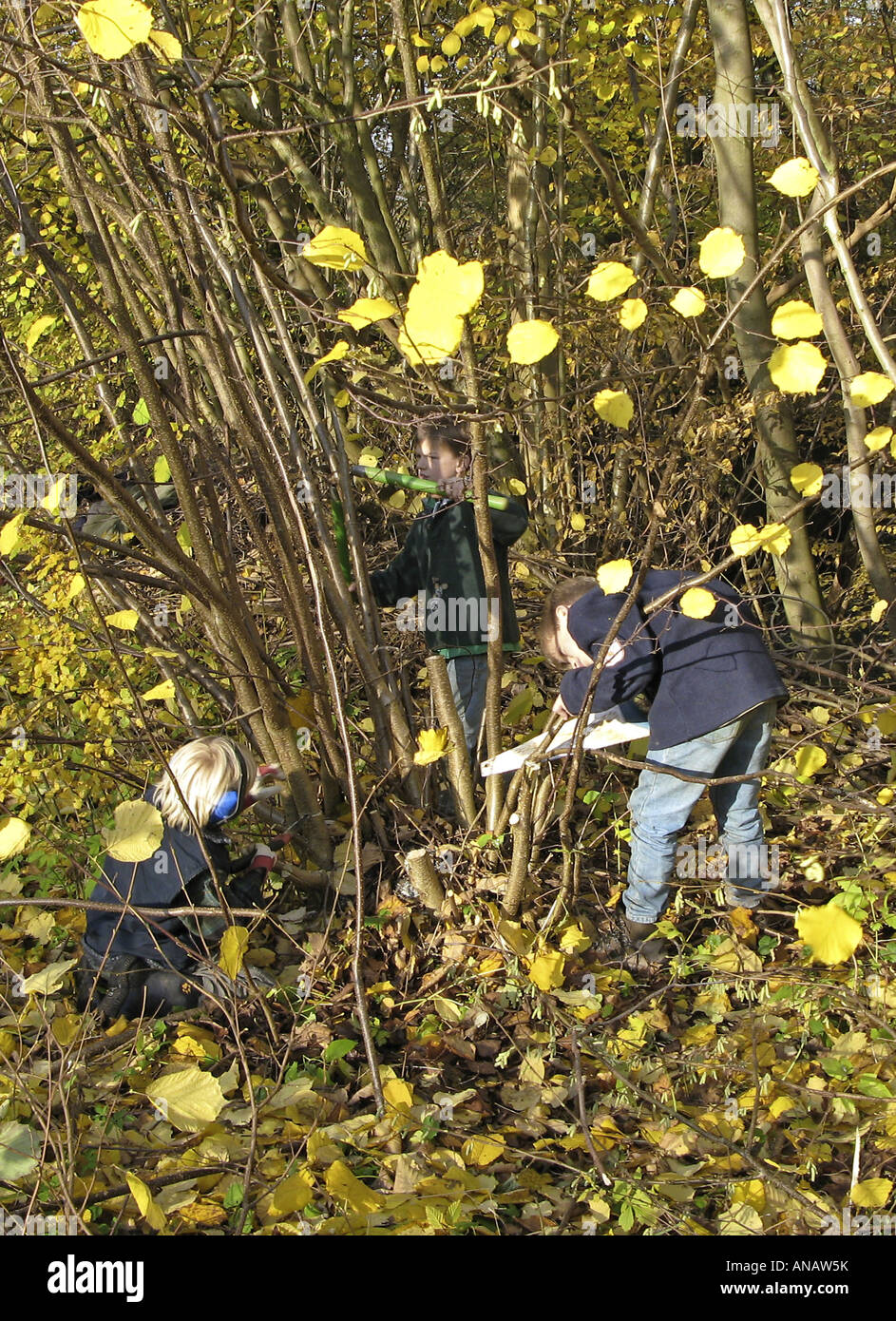 Common hazel (Corylus avellana), children cutting and sawing a hazel ...