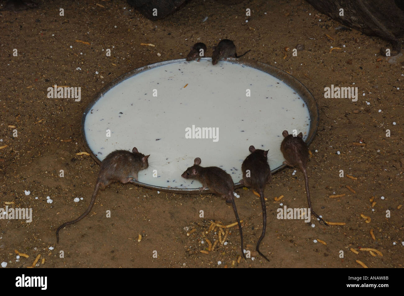 Rats drinking milk hi-res stock photography and images - Alamy