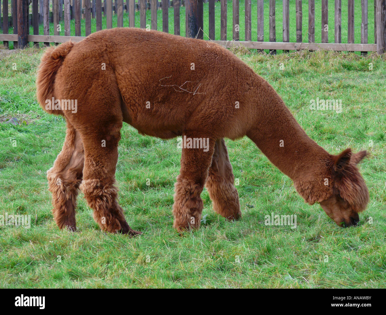 Long haired alpaca hi-res stock photography and images - Alamy