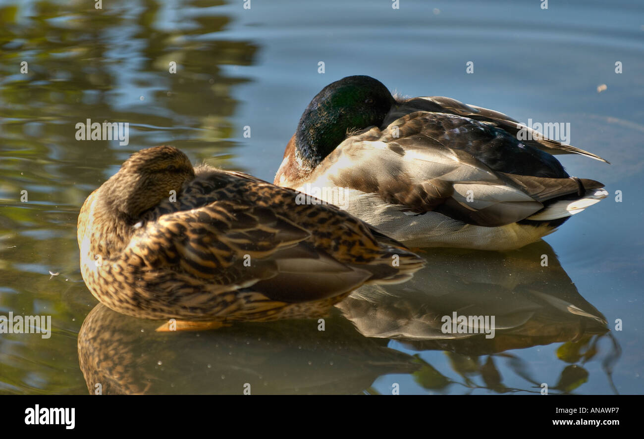 Pair of common mallard duck male and female sleeping in a lake Stock ...