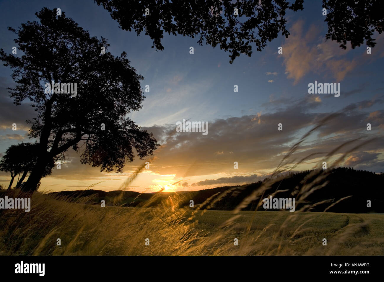 cultural landscape at evening sky, Germany, Saxony, Vogtlaendische ...