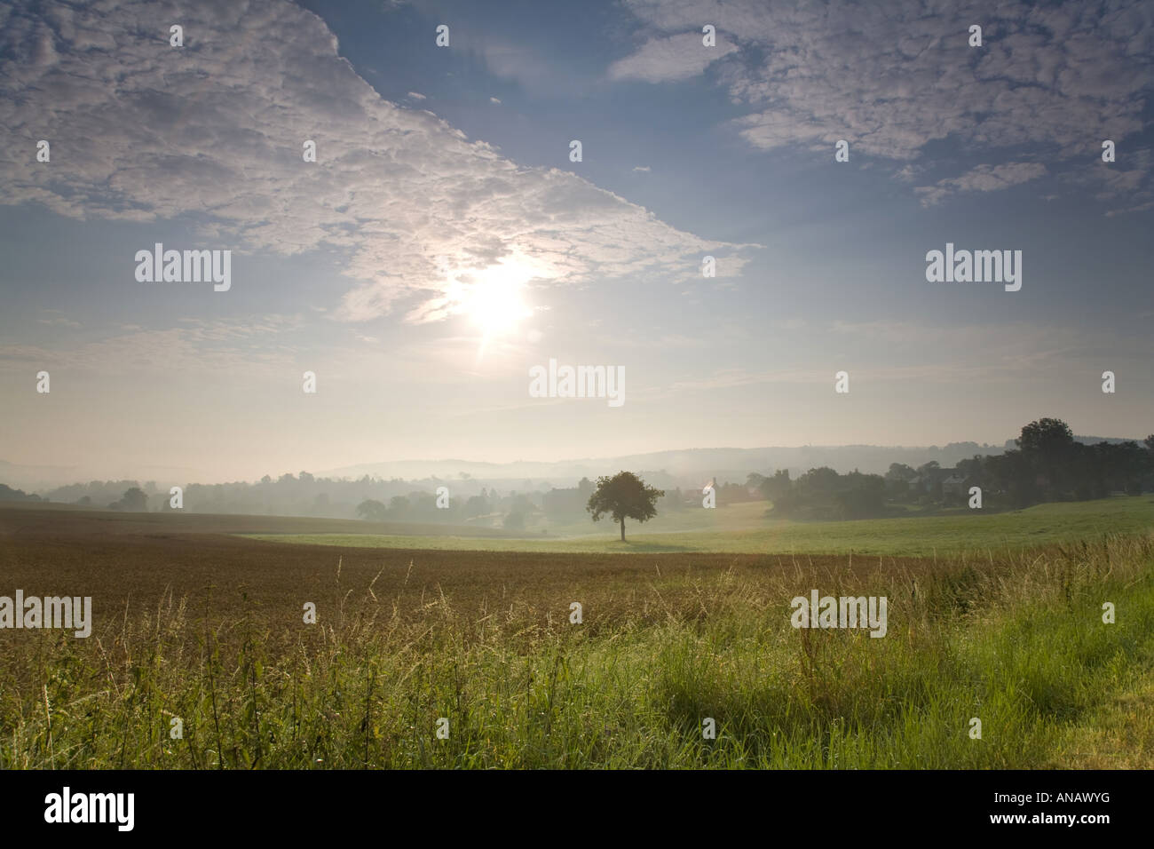 cultural landscape with tree at early morning, Germany, Saxony ...