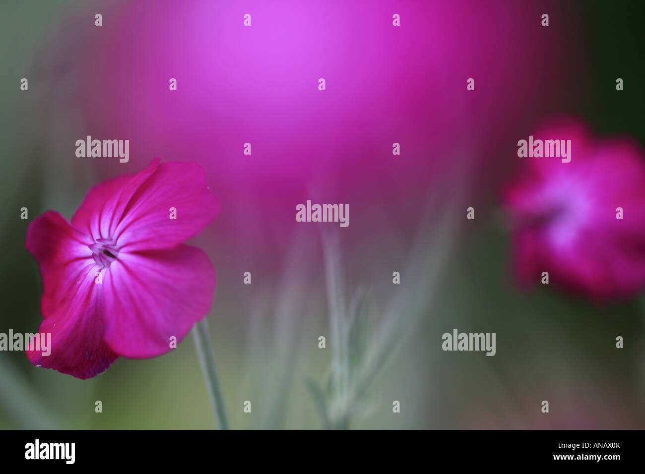 Rose Campion, Corwn Pink, Mullein pink, Dusty Miller (Lychnis coronaria ...