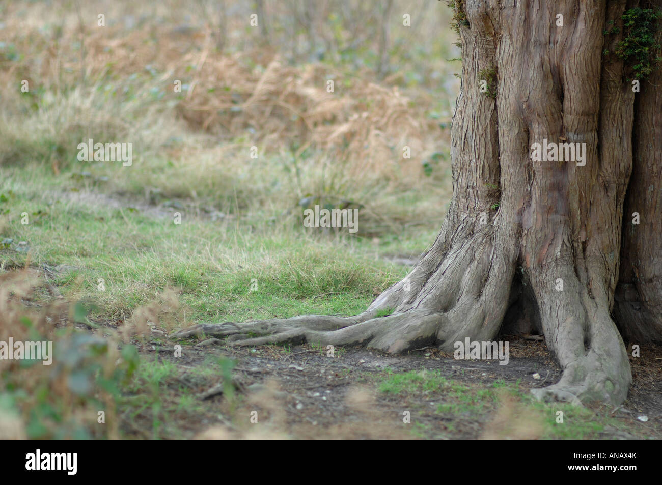Kings Wood, Challock, Kent, England Stock Photo - Alamy