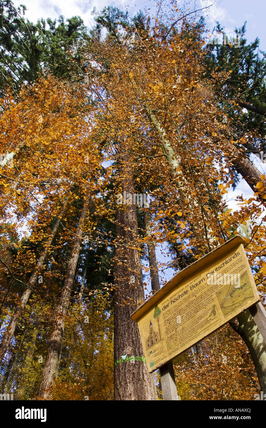 Douglas fir (Pseudotsuga menziesii), highest tree in Germany, Germany ...