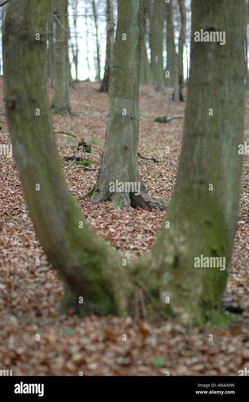 Kings Wood, Challock, Kent, England Stock Photo - Alamy