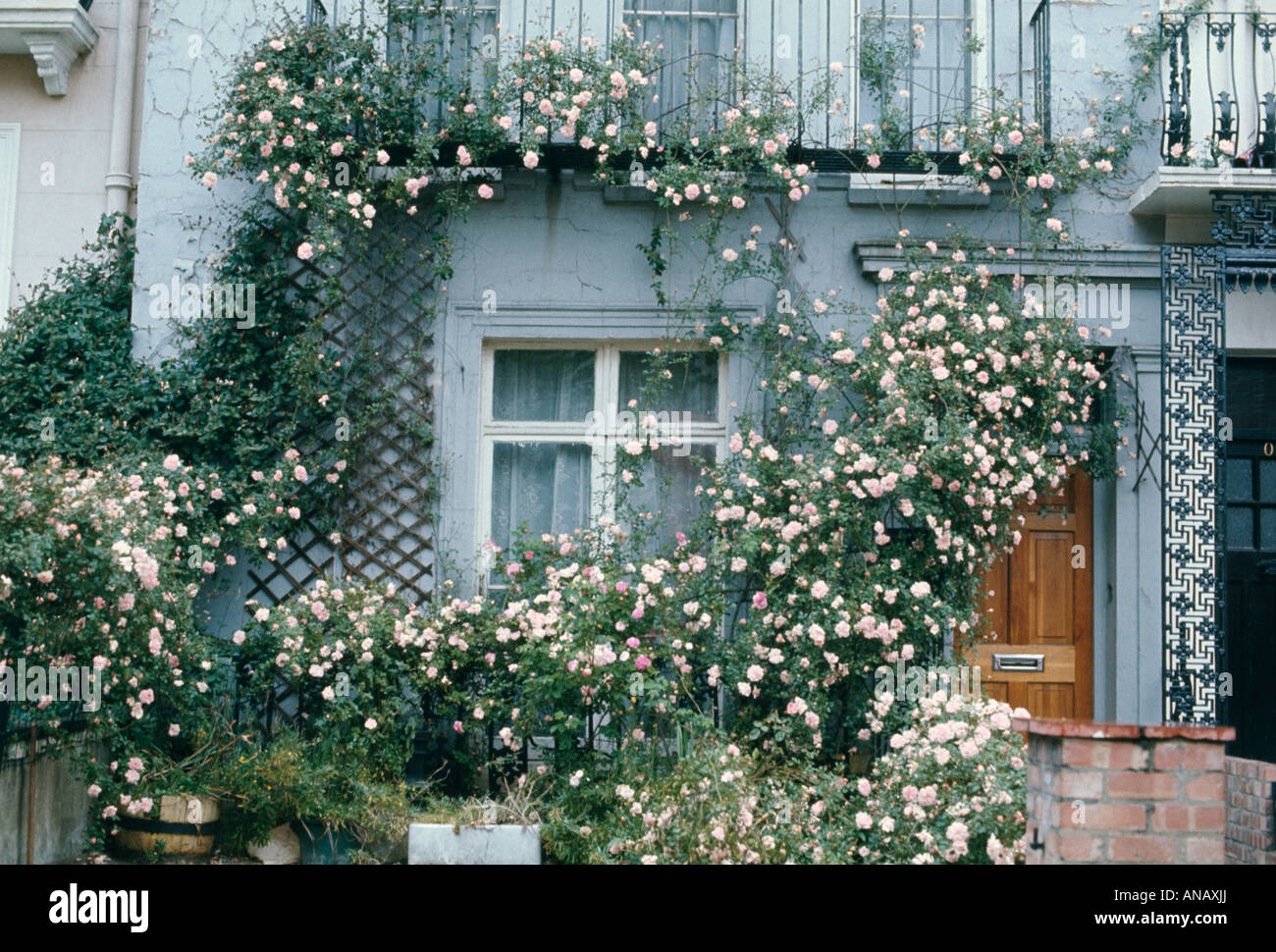 Pink climbing roses on pastel blue Victorian terraced townhouse Stock ...