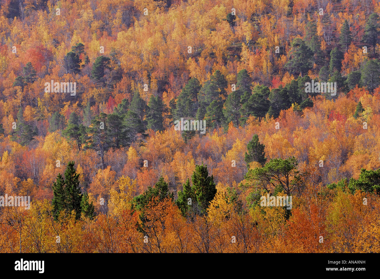 Swedish forest forests pine tree hi-res stock photography and images ...