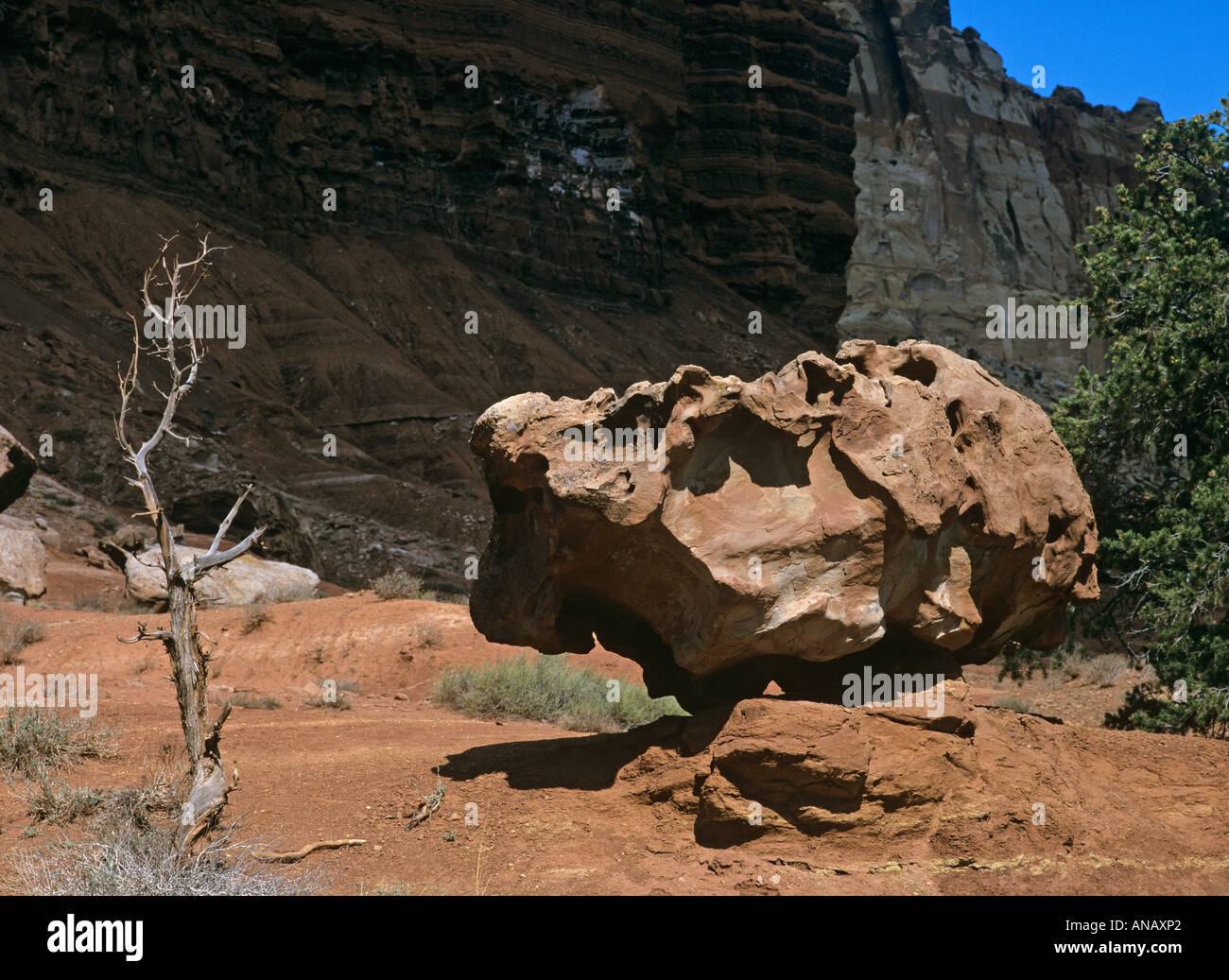 Capitol reef national park dead tree hi-res stock photography and ...
