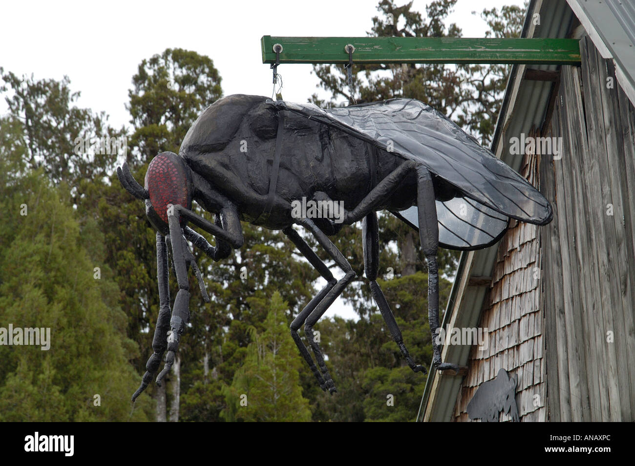 Sandfly insect hi-res stock photography and images - Alamy