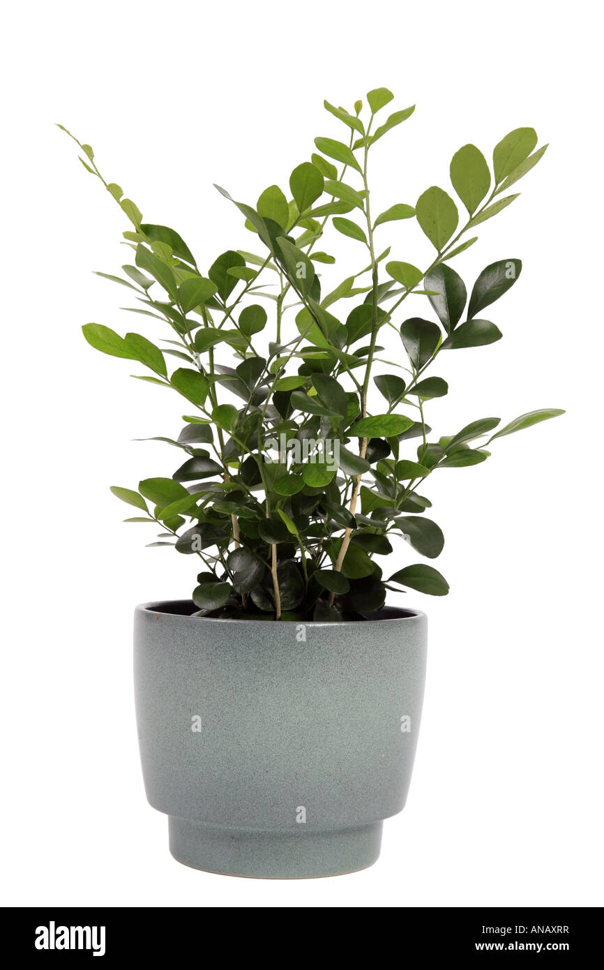 Barktree, Orange Jessamine, Satinwood, Orange Jasmine (Murraya ...