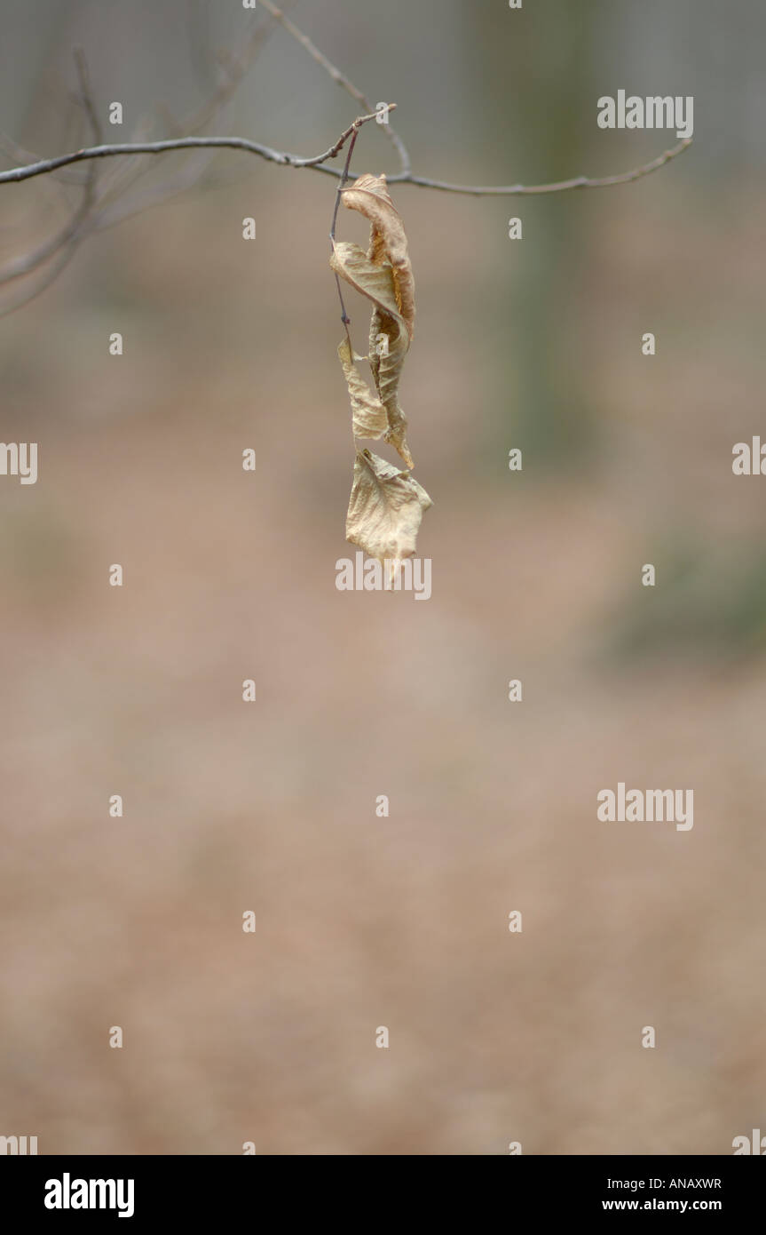 Kings Wood, Challock, Kent, England Stock Photo - Alamy