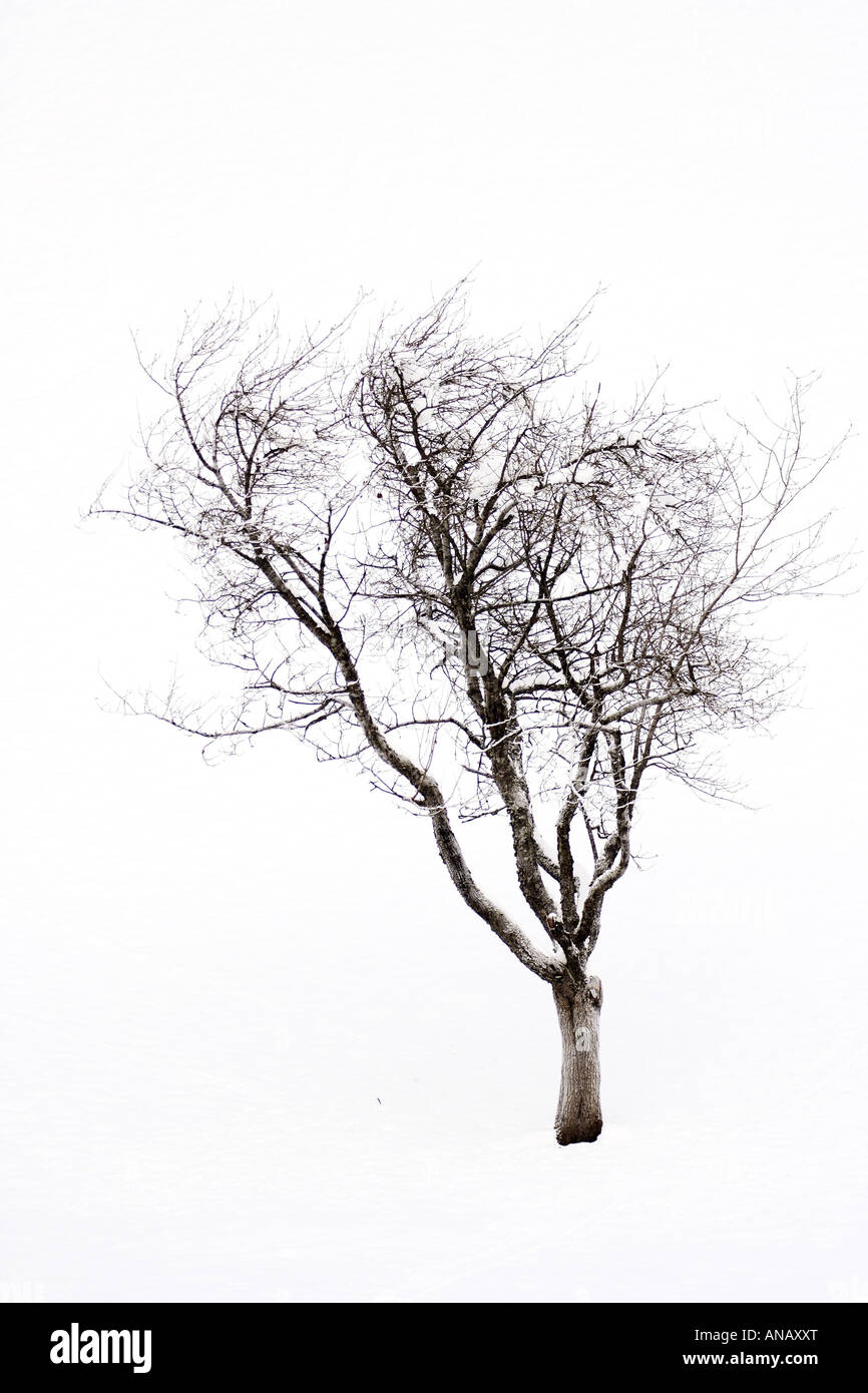 tree in snow, Switzerland Stock Photo - Alamy