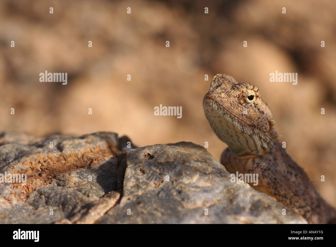desert agama (Agama mutabilis, Trapelus mutabilis), looking out behind ...