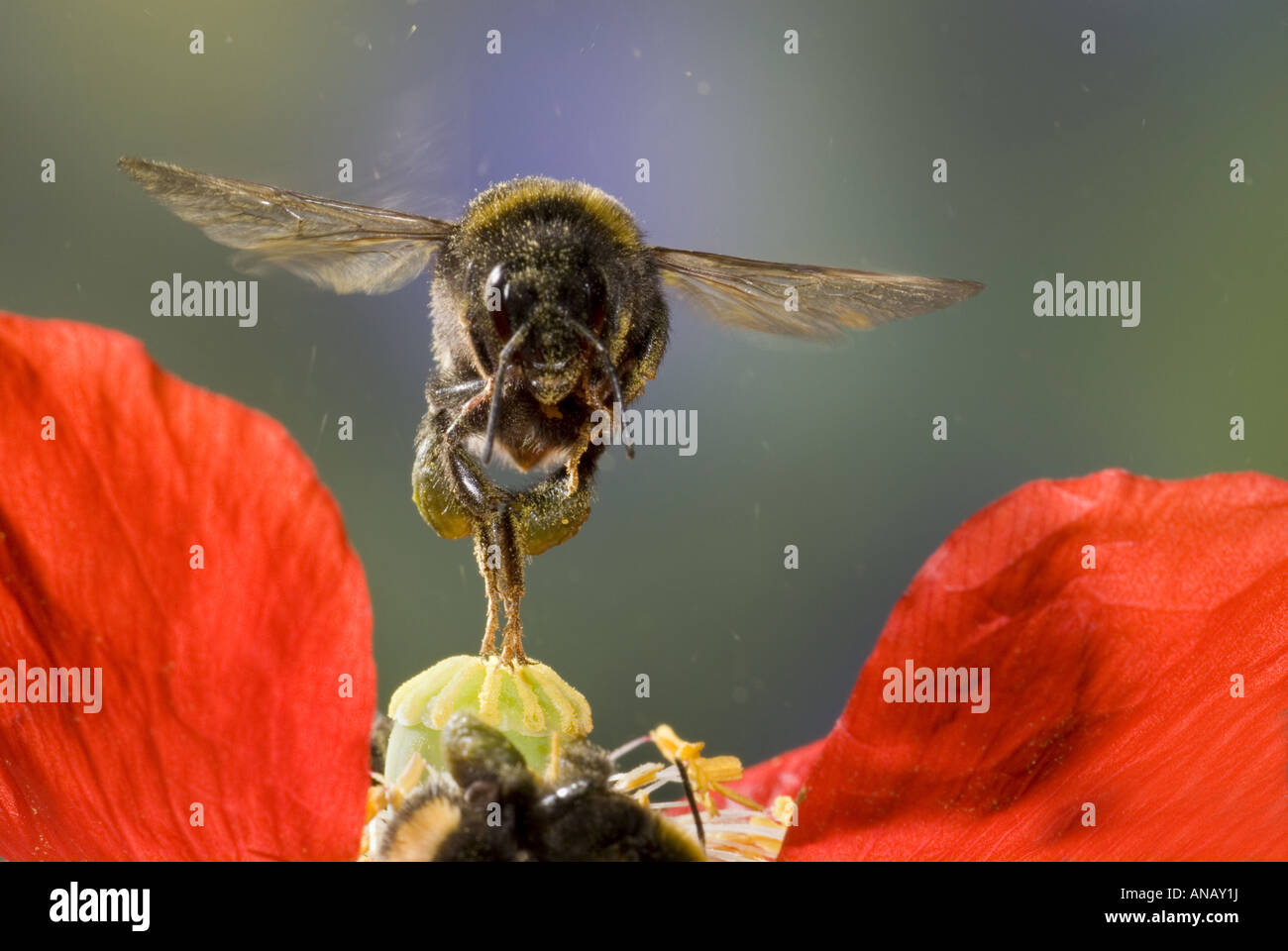 Bumble bee flying flower poppy hi-res stock photography and images - Alamy