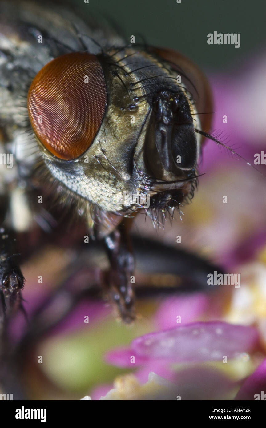 fleshfly, flesh-fly (Sarcophaga carnaria), head Stock Photo - Alamy