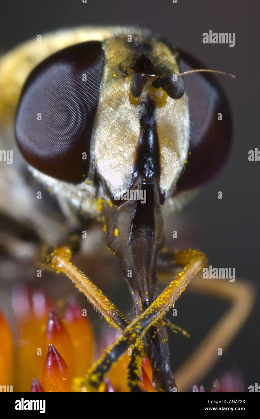 Heliophilus pendulus hi-res stock photography and images - Alamy